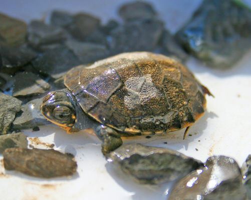 FIMLA – 14 Island and Mink Lakes Watershed Association